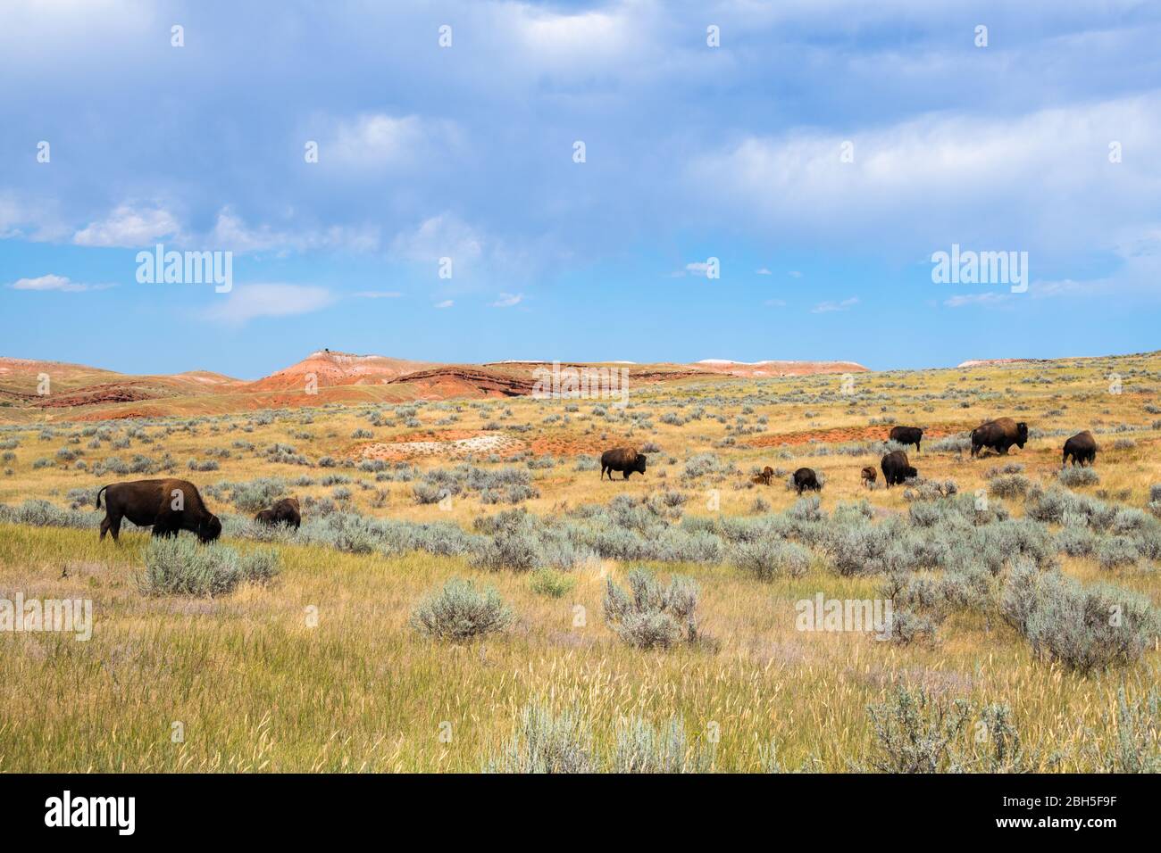 Buffalo springs hi-res stock photography and images - Alamy