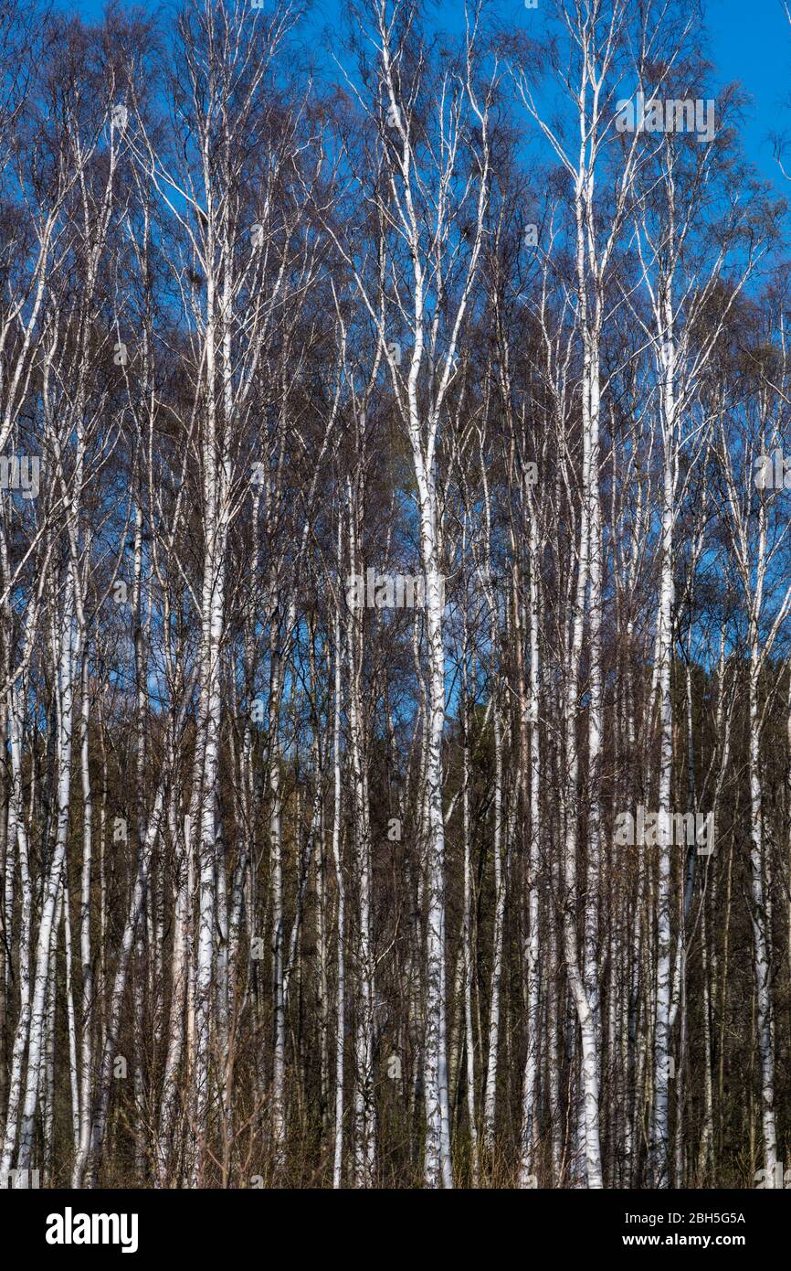 Birch trees in early hi-res stock photography and images - Alamy