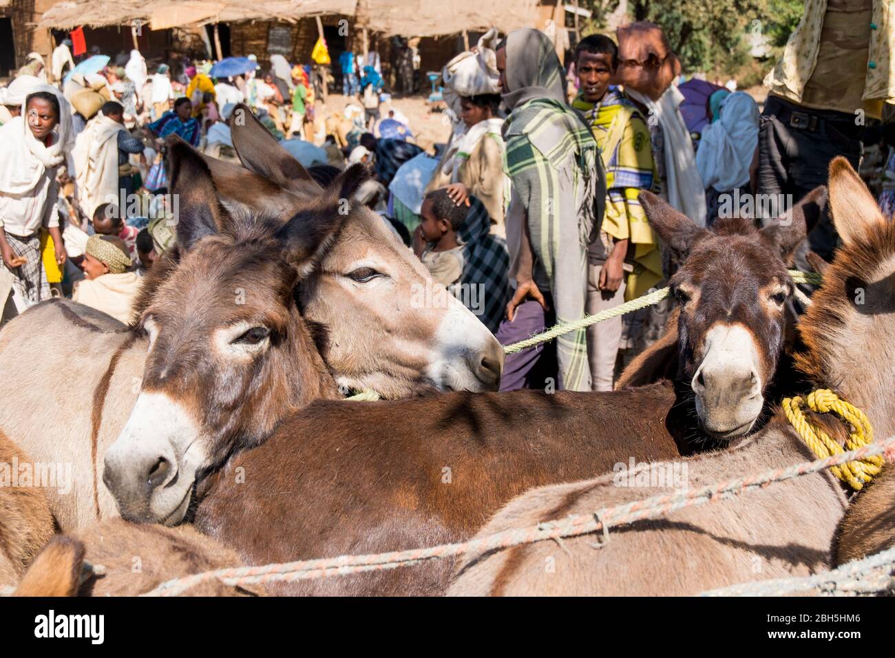Several donkeys tied up at a local outdoor market near Addis Ababa. In ...