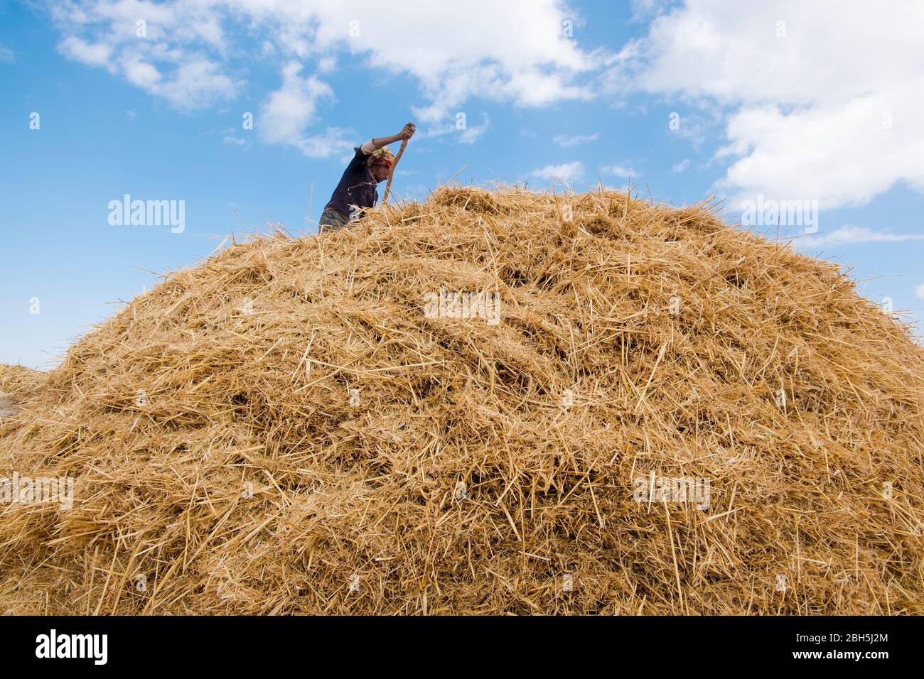 A farmer is busy working a stack of harvested fresh wheat, prepping it ...