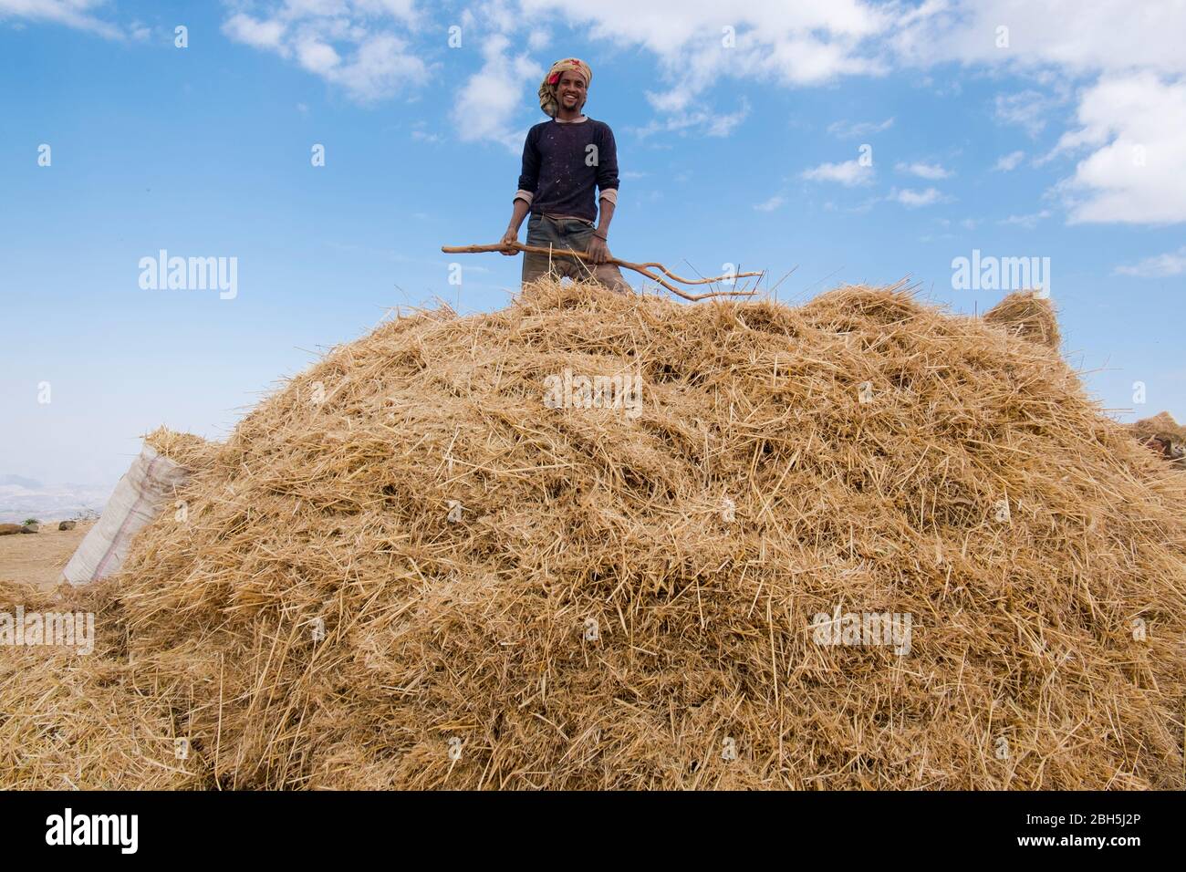 Threshing wheat hi-res stock photography and images - Alamy