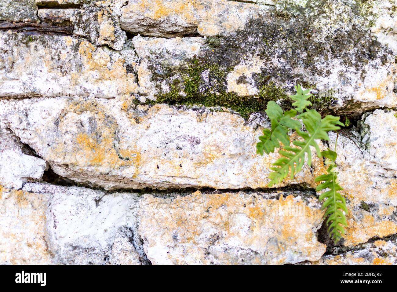 Old brick wall with cracks and plant growing inside the crack. New life ...