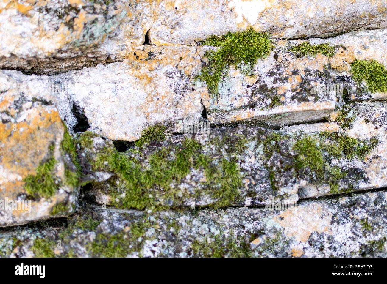 Old brick wall with cracks and plant growing inside the crack. New life ...