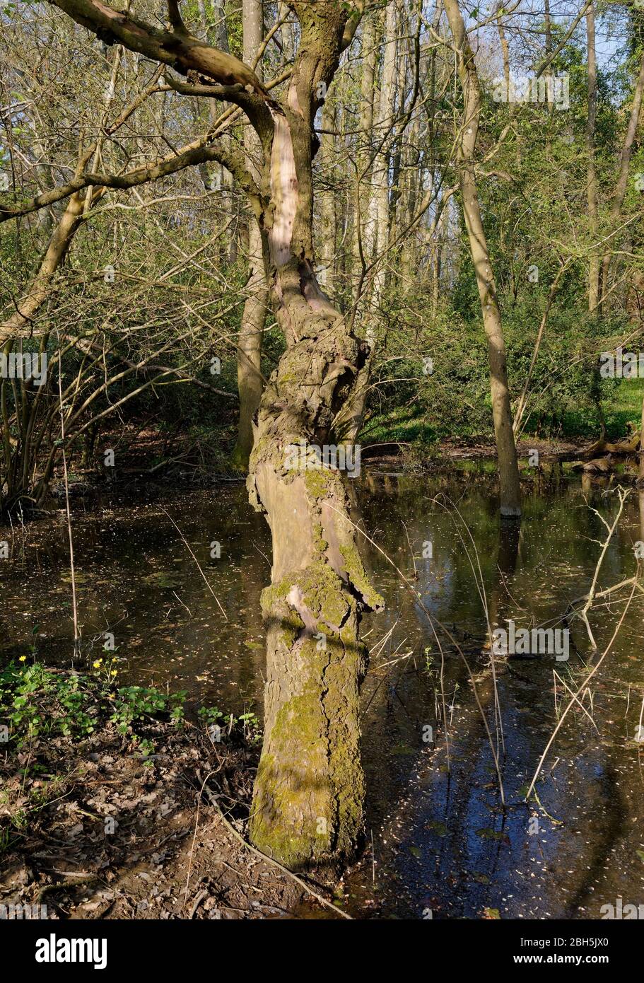 Dead Tree in Flooded Woodland in Spring, Derry Hill, Chippenham ...
