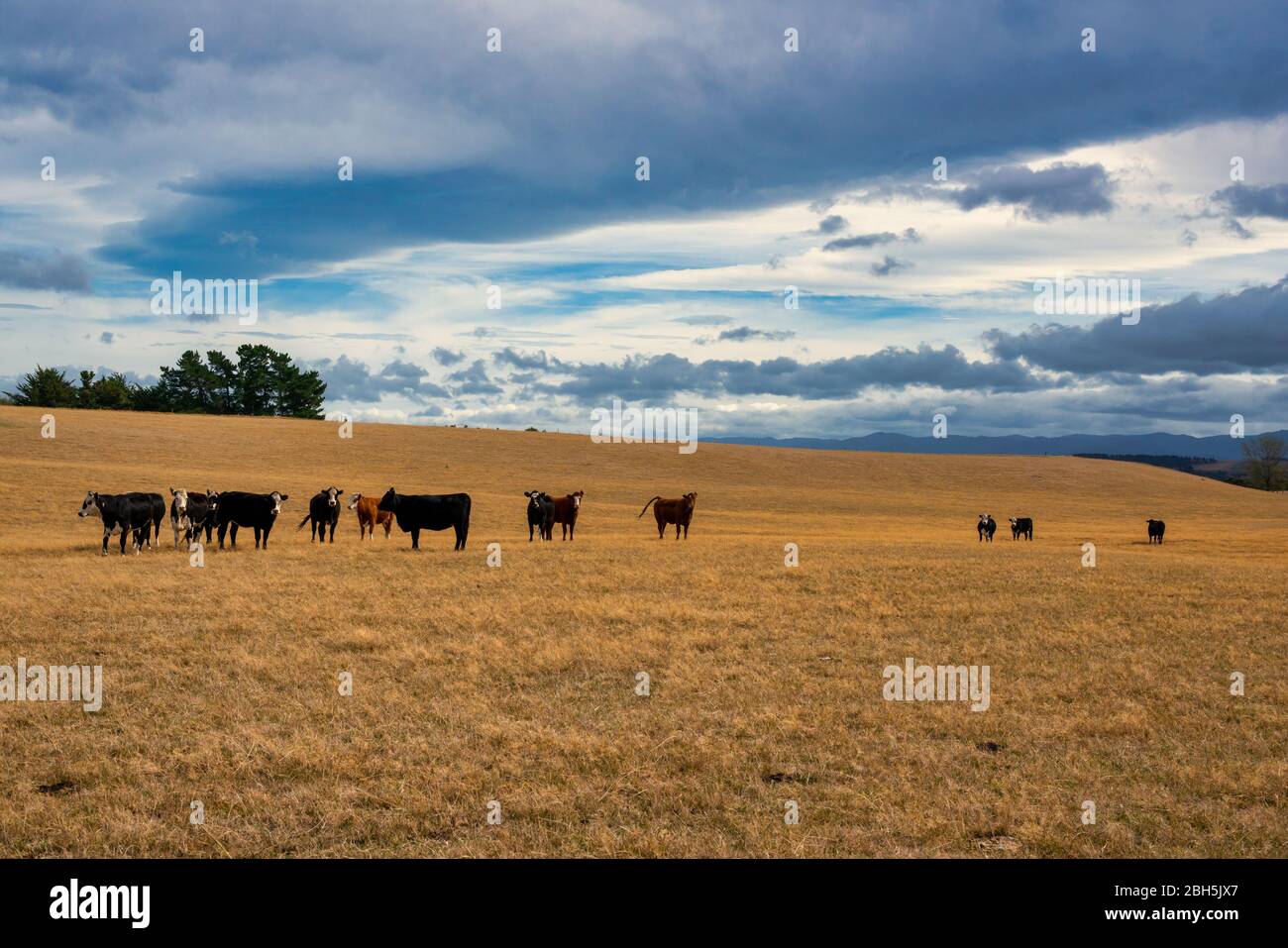 Prairie, cattle, sky, cloud hi-res stock photography and images - Alamy