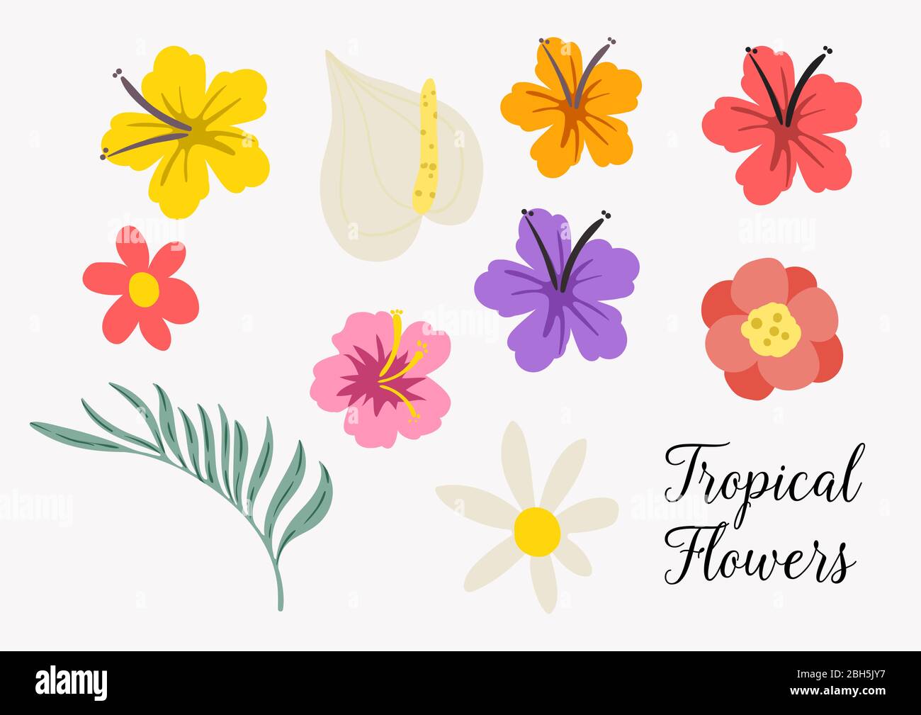 Tropical flowers collection. Vector isolated elements on the white ...