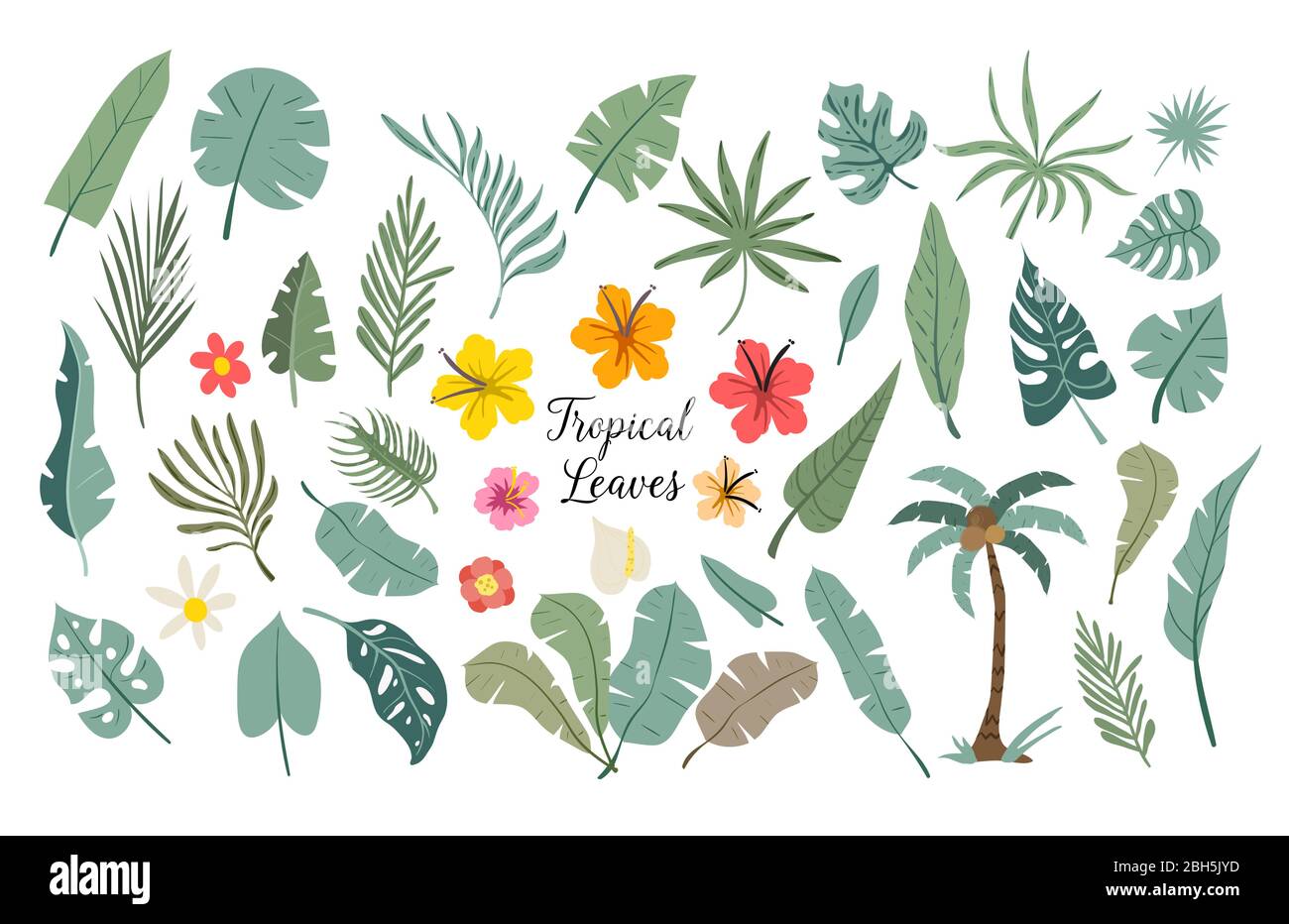 Vector set of tropical leaves. Palm, monstera and banana leafs Stock ...