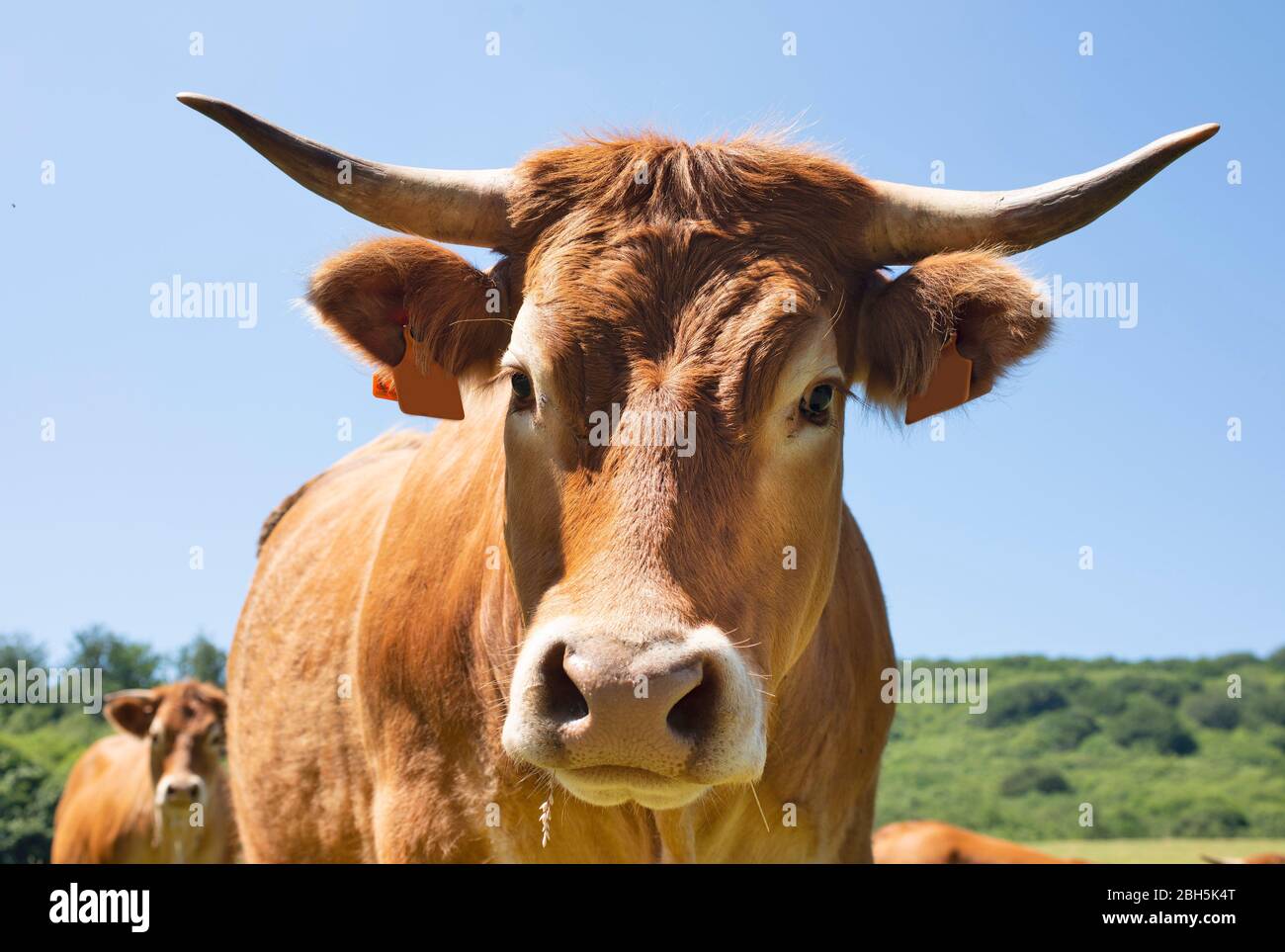 portrait of Aubrac cattle in a field in Aveyron Stock Photo - Alamy
