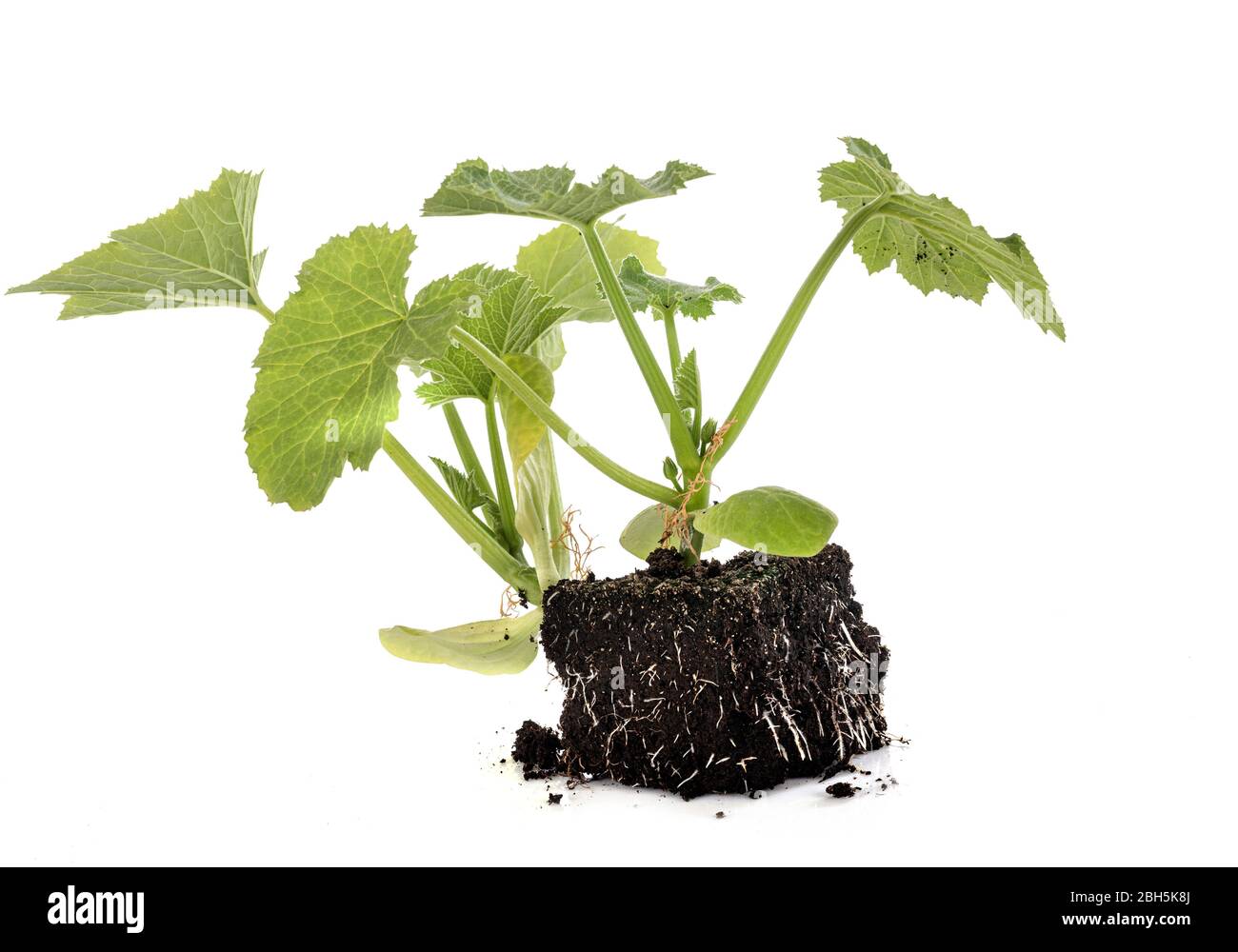 zucchini seedling in front of white background Stock Photo - Alamy