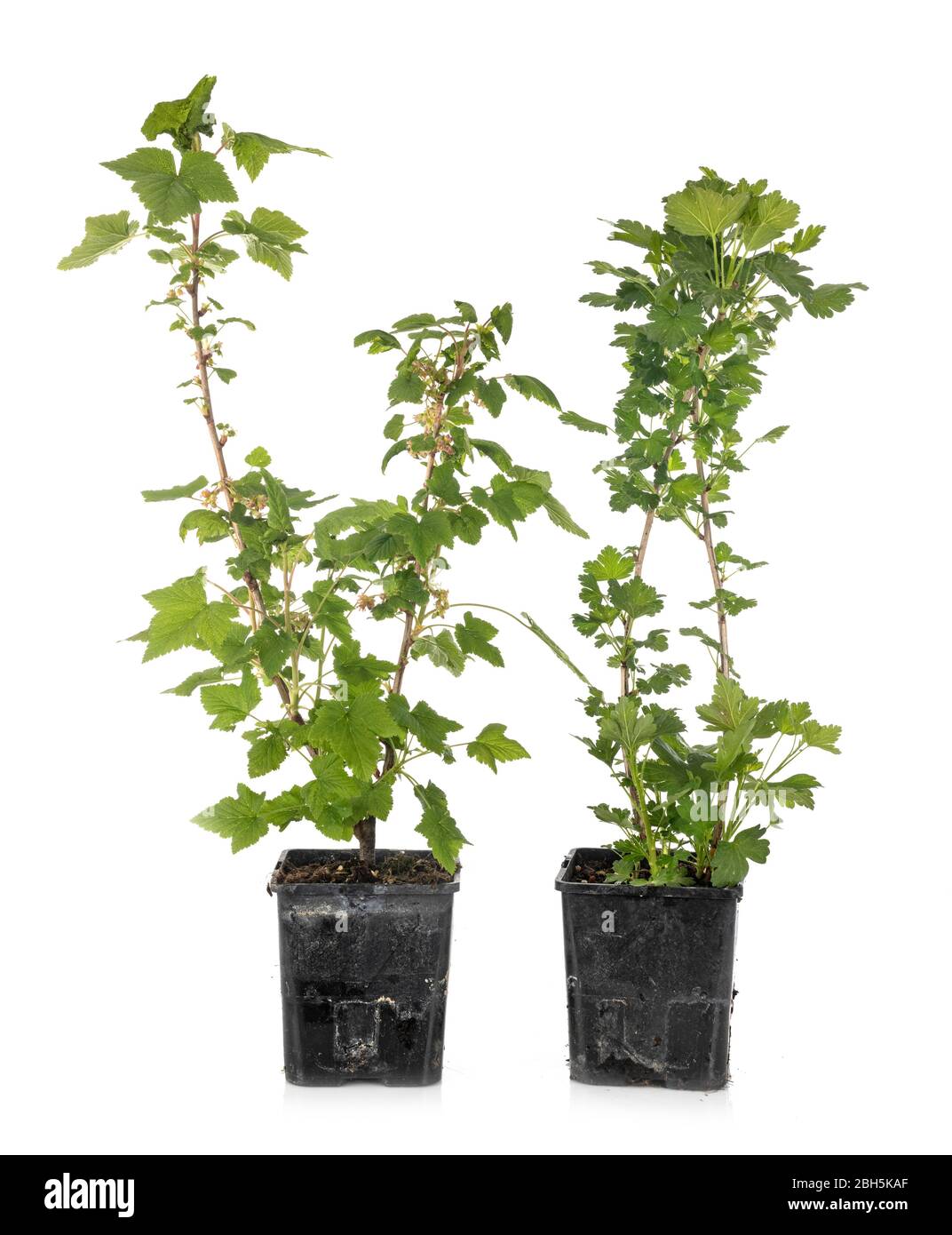 ribes seedling in front of white background Stock Photo - Alamy