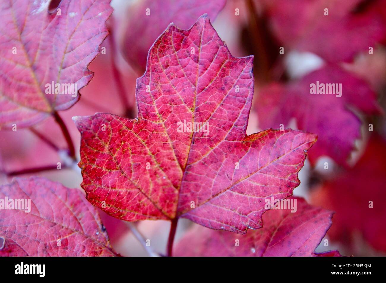 Natures foliage hi-res stock photography and images - Alamy