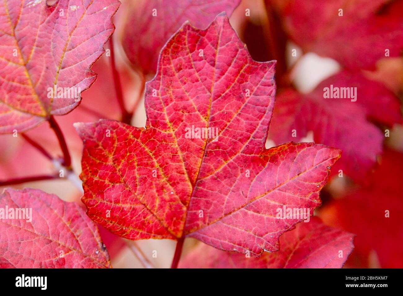 Natures foliage hi-res stock photography and images - Alamy
