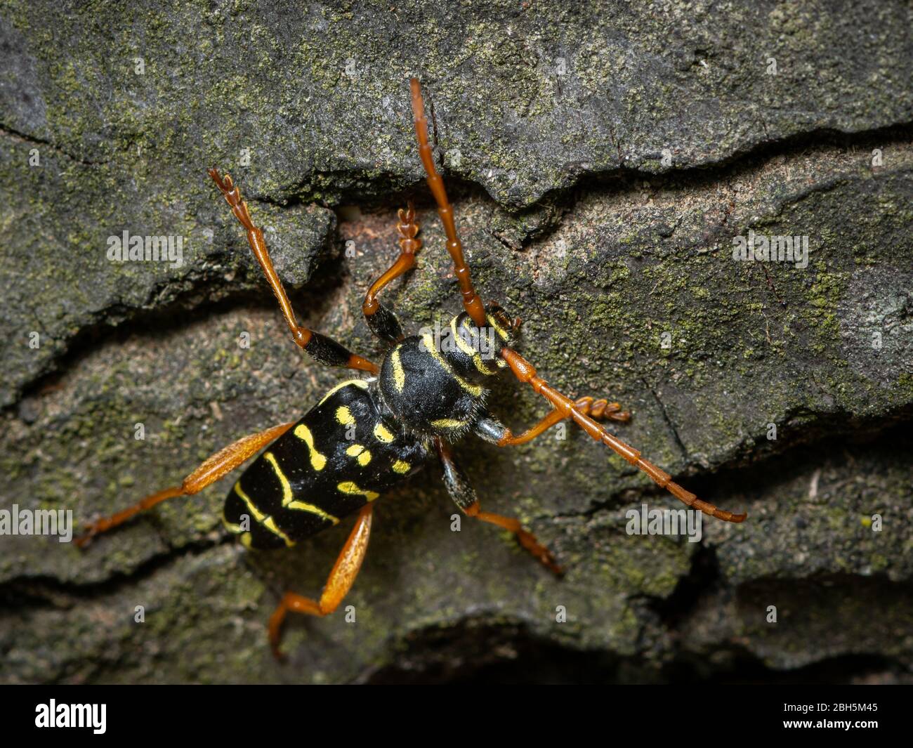 A beautiful longhorn beetle (Plagionotus arcuatus, Cerambycidae ...