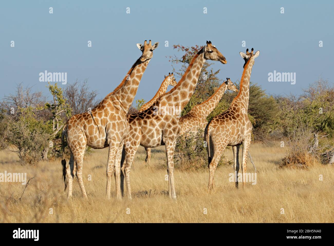 African plains no animals hi-res stock photography and images - Alamy