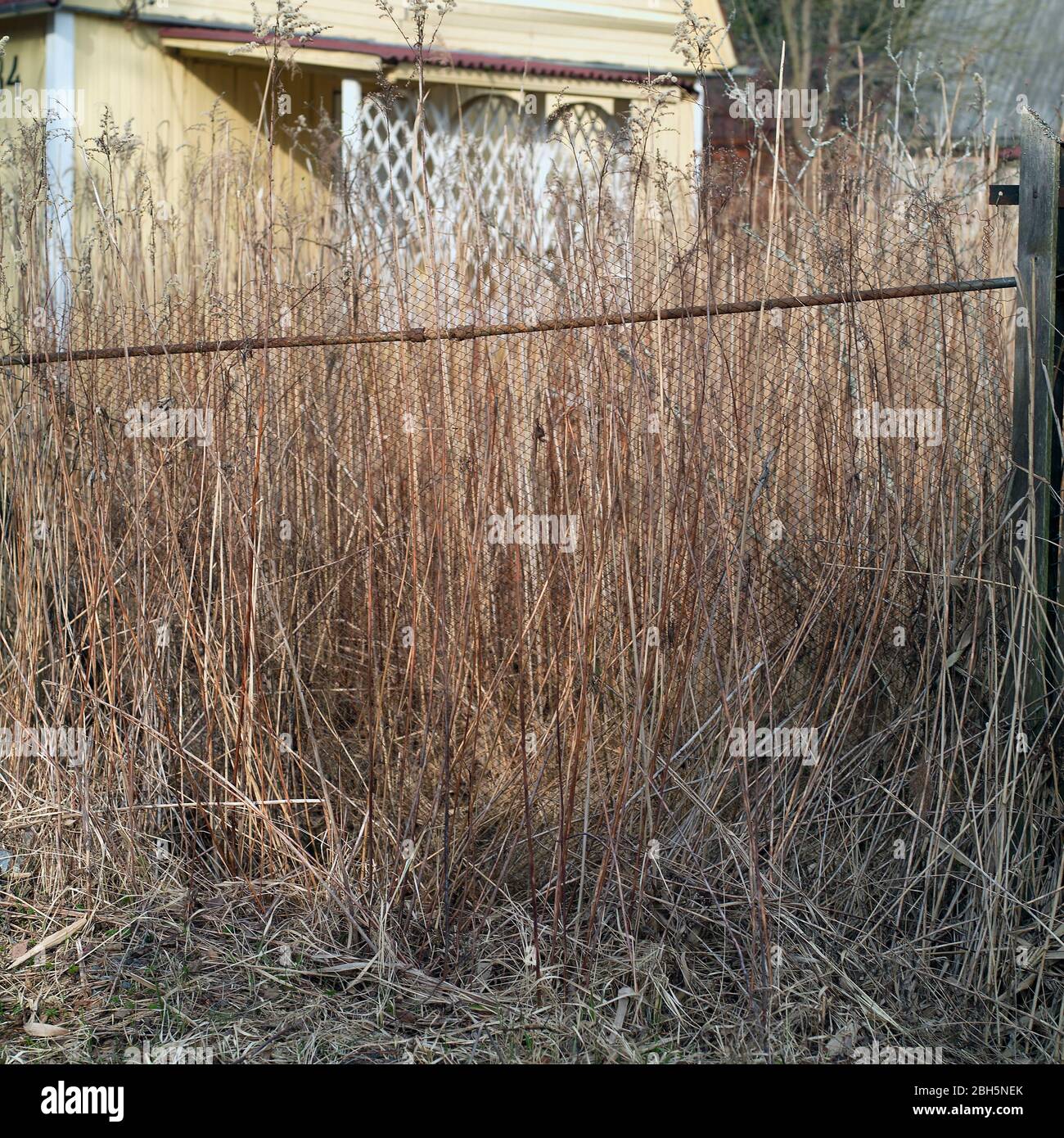 Dry flammable plants in front of a wooden house Stock Photo - Alamy