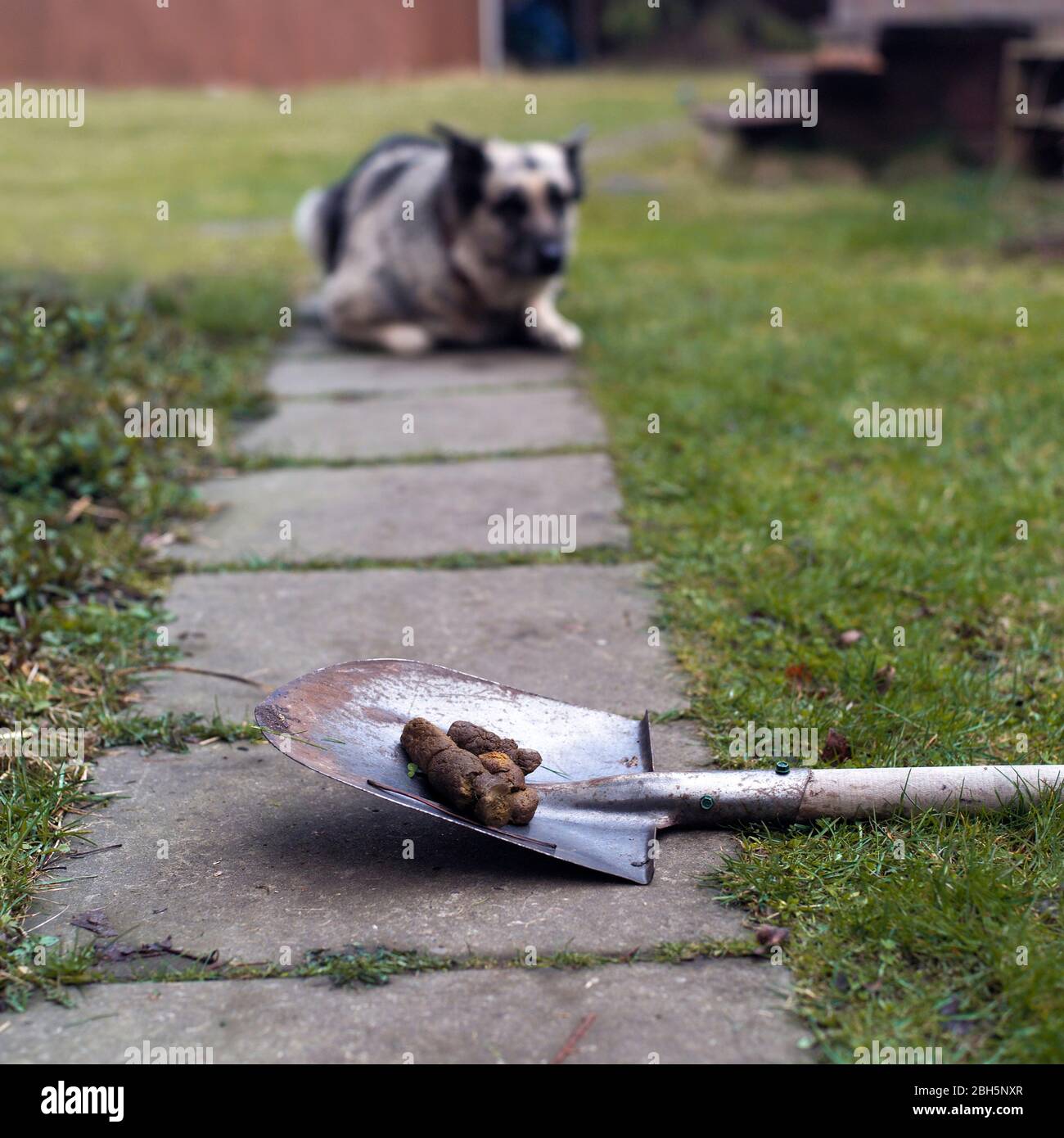Animal poo on a shovel and a dog lying guiltily in the blured ...