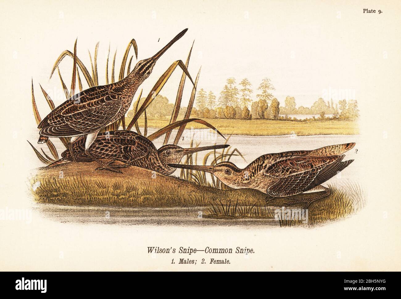 Wilson’s snipe or common snipe, Gallinago delicata, males 1, female 2 ...