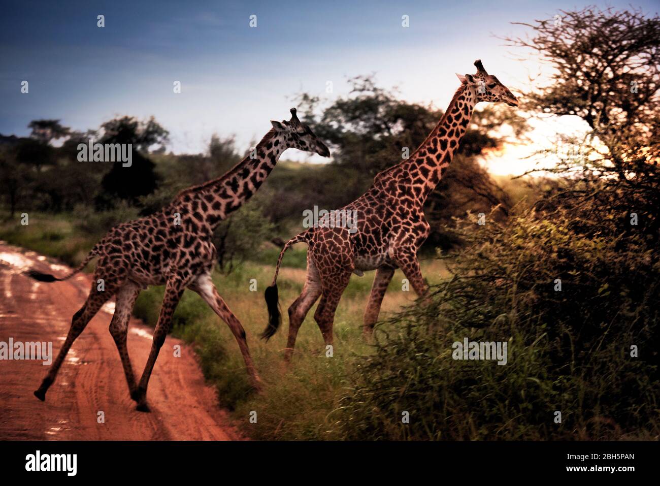 Side view close up giraffes hi-res stock photography and images - Alamy