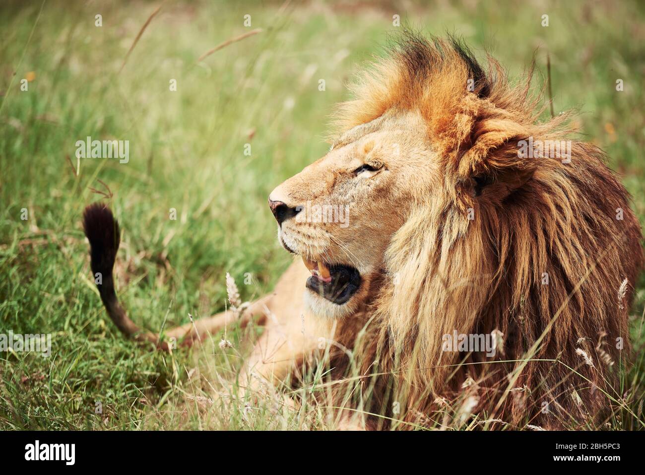 Close up of big lion in Africa Stock Photo - Alamy