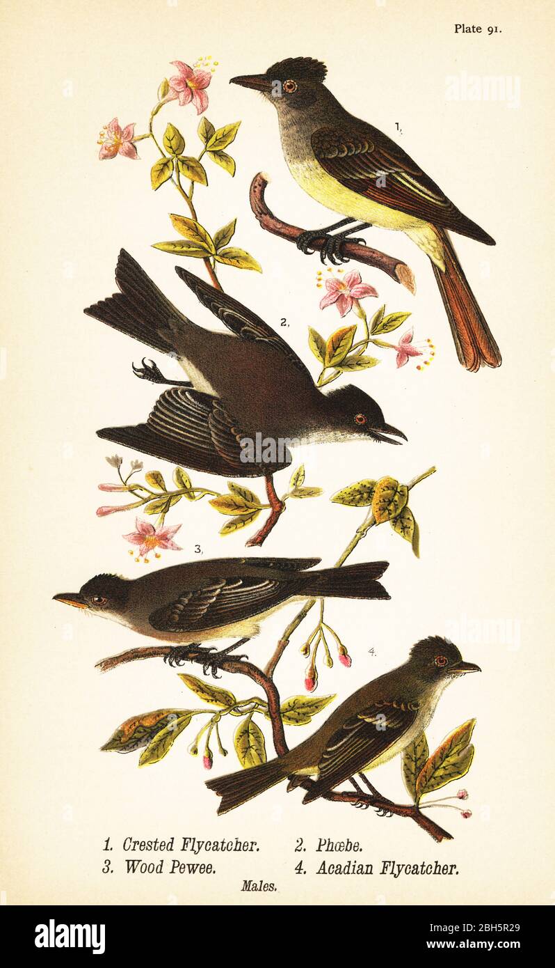 Great crested flycatcher, Myiarchus crinitus 1, eastern phoebe ...
