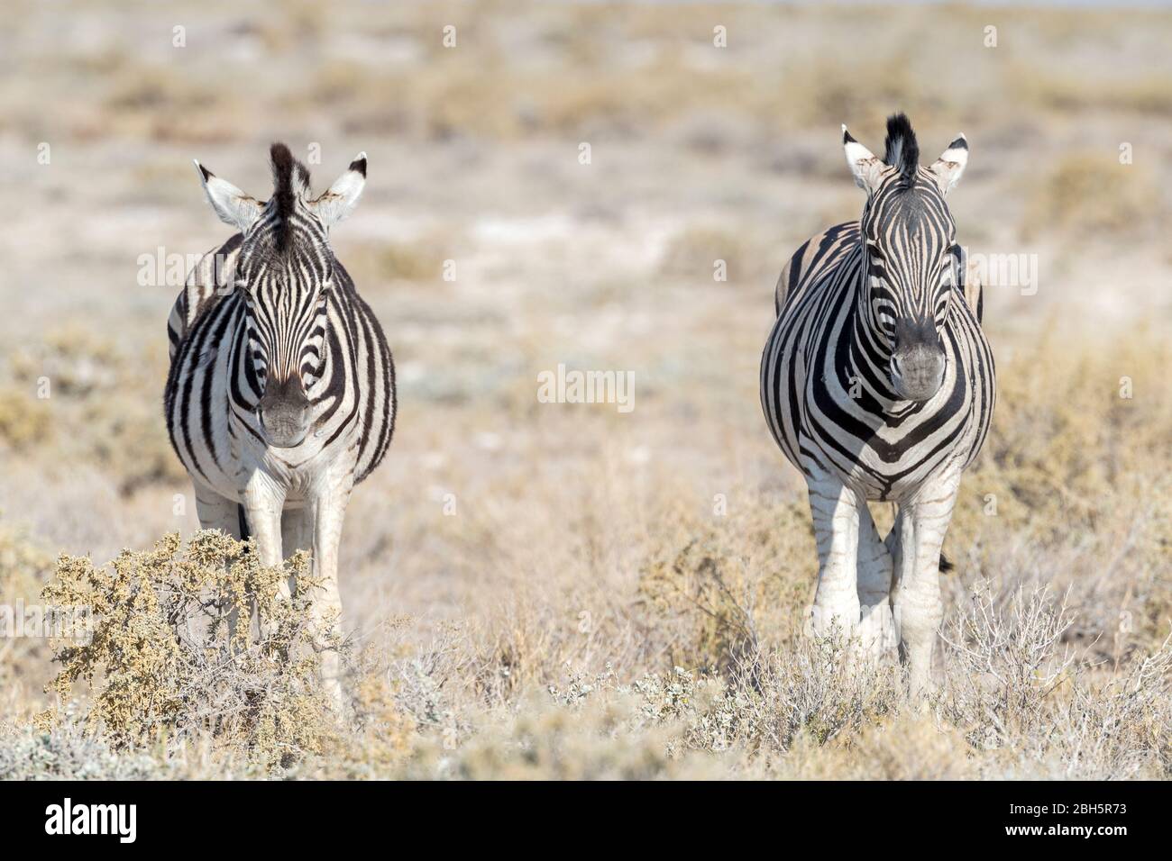 Burchell's Zebra, Etosha National Park, Namibia, Africa Stock Photo - Alamy
