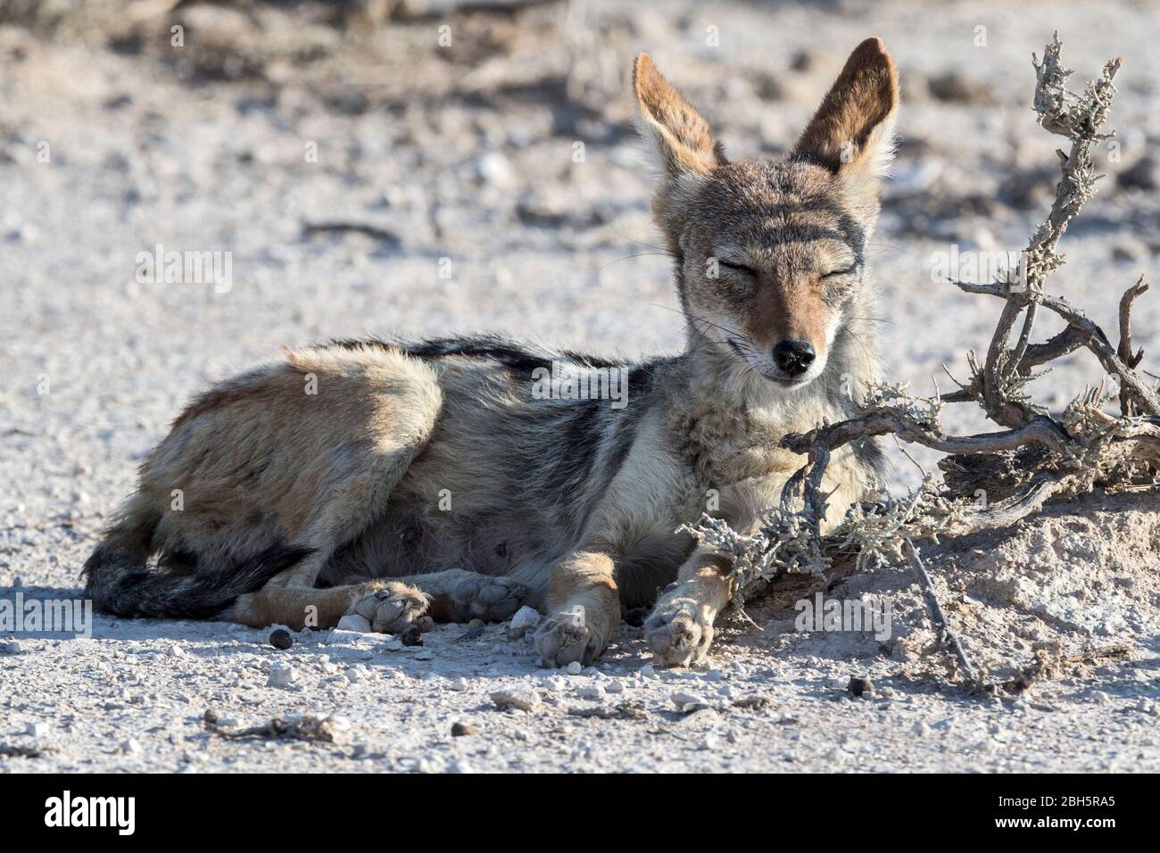 Female, Black-backed Jackal, sleeping, late afternoon, Etosha National ...