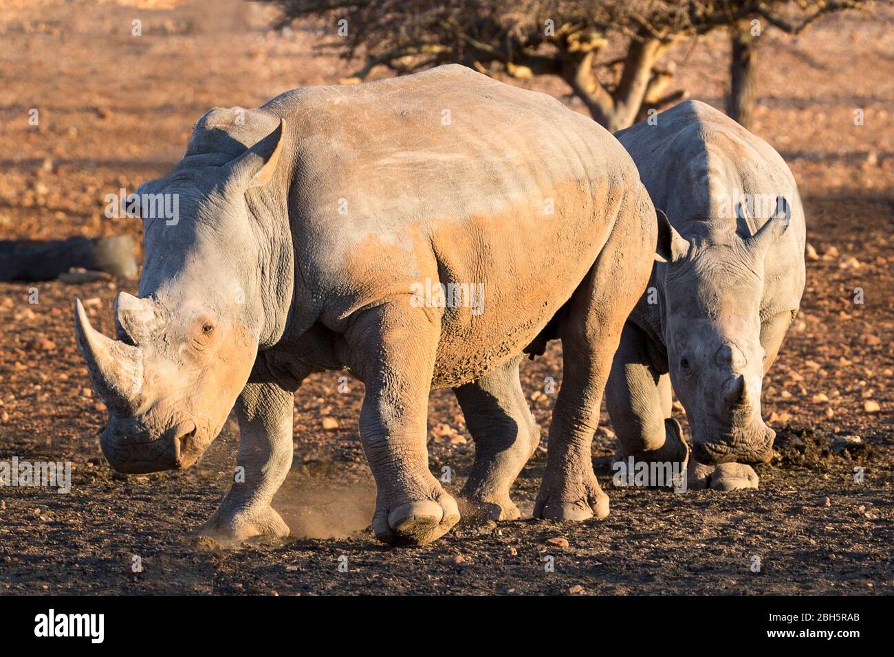 Dawn, White Rhinoceros, Conservation area, Etosha region, Namibia ...