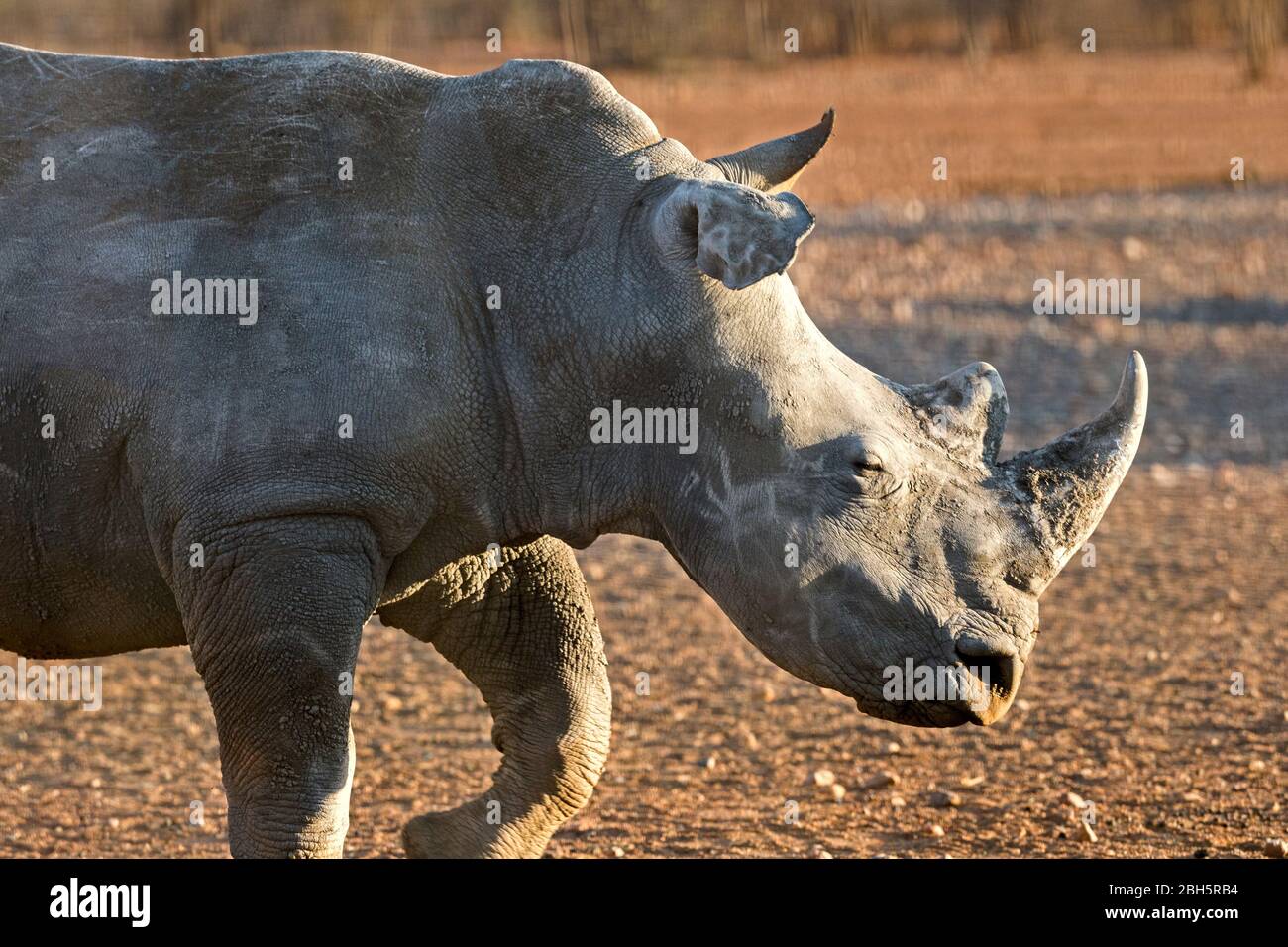 Dawn, White Rhinoceros, Conservation area, Etosha region, Namibia ...