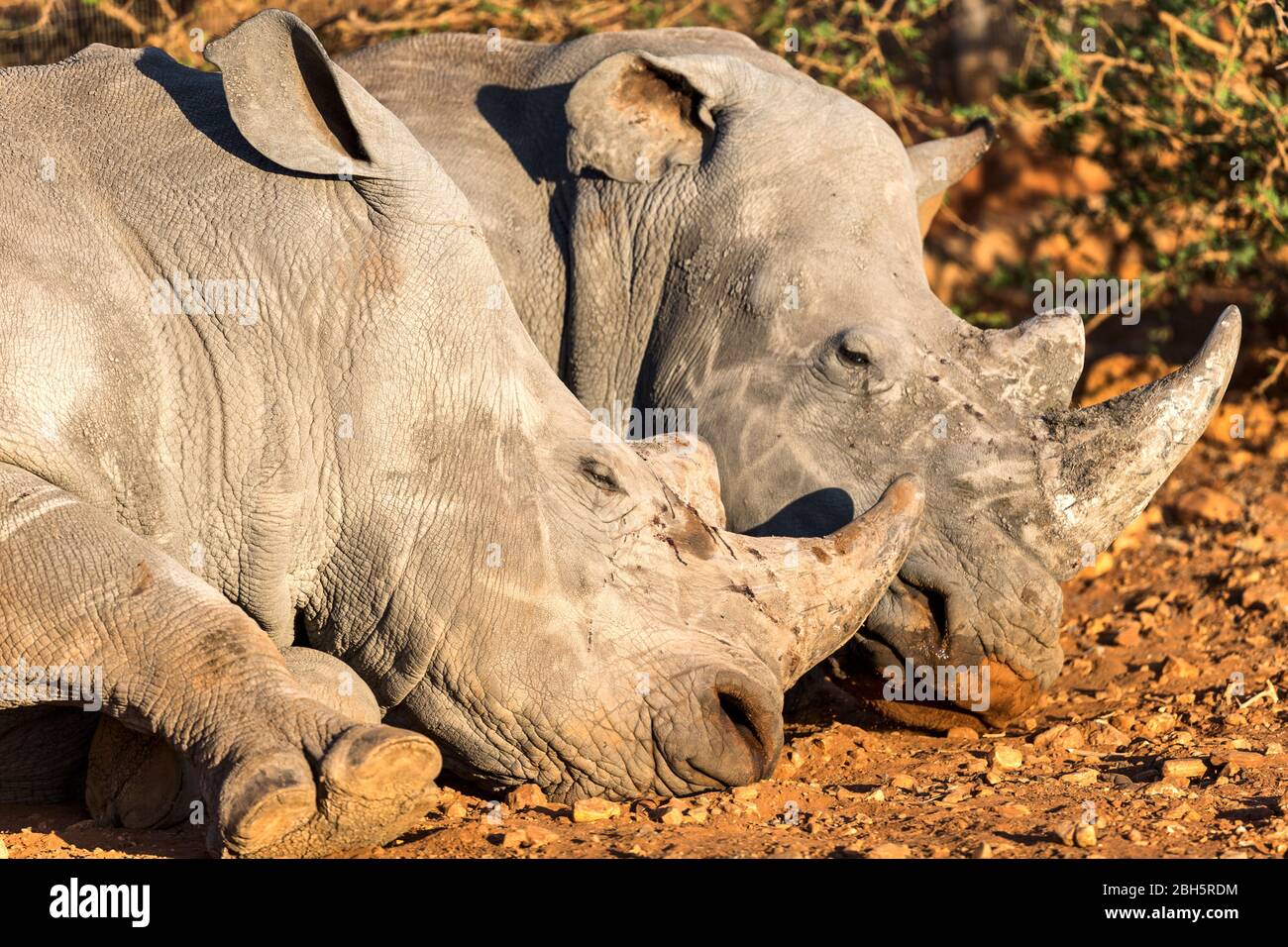 White Rhinoceros, Conservation area, Etosha region, Namibia, Africa ...