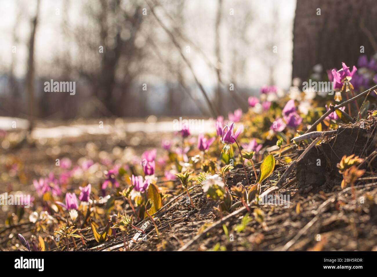 white snowdrops in the early spring in the woods Stock Photo - Alamy