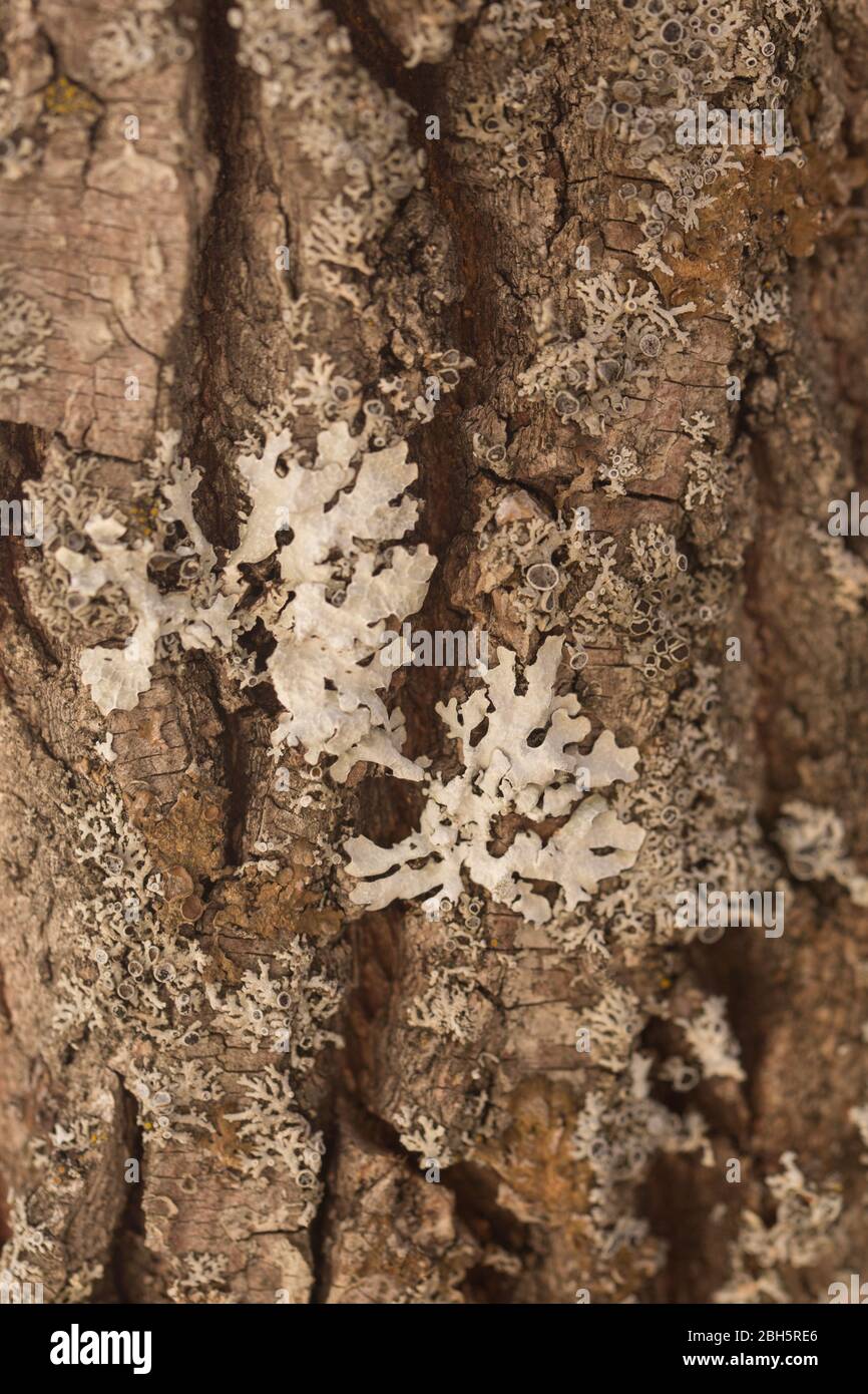 Texture shot of brown tree bark, filling Stock Photo - Alamy