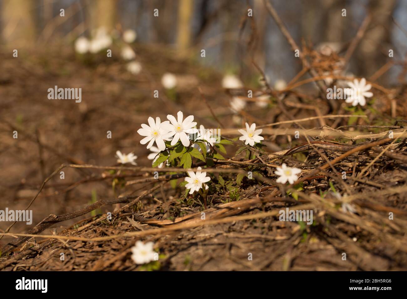 white snowdrops in the early spring in the woods Stock Photo - Alamy