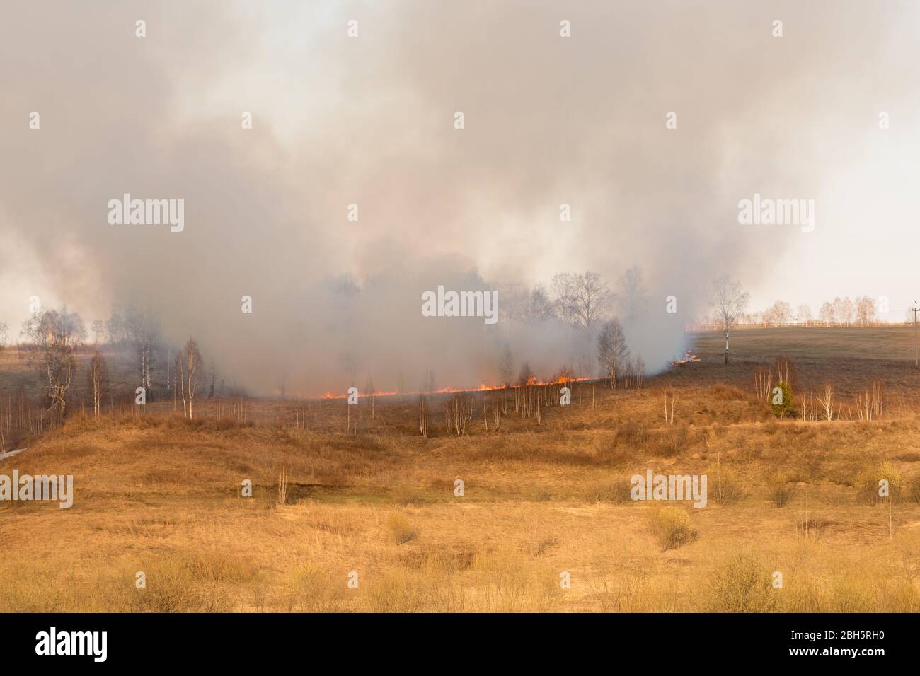 Forest fire burning, Wildfire close up at day time Stock Photo - Alamy