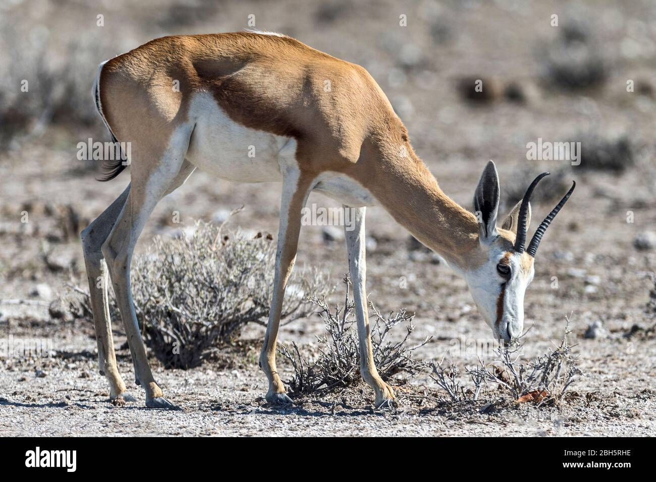 Springbok, nibbling a bush, Etosha National Park, Namibia, Africa Stock ...