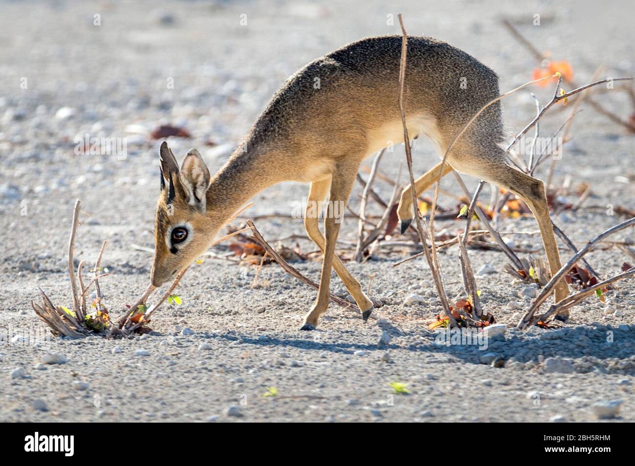 Male, Steenbok, aka steinbuck or steinbok, looking for food, Etosha ...
