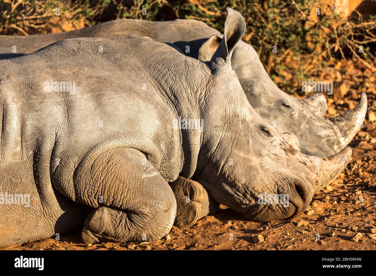White Rhinoceros, Conservation area, Etosha region, Namibia, Africa ...