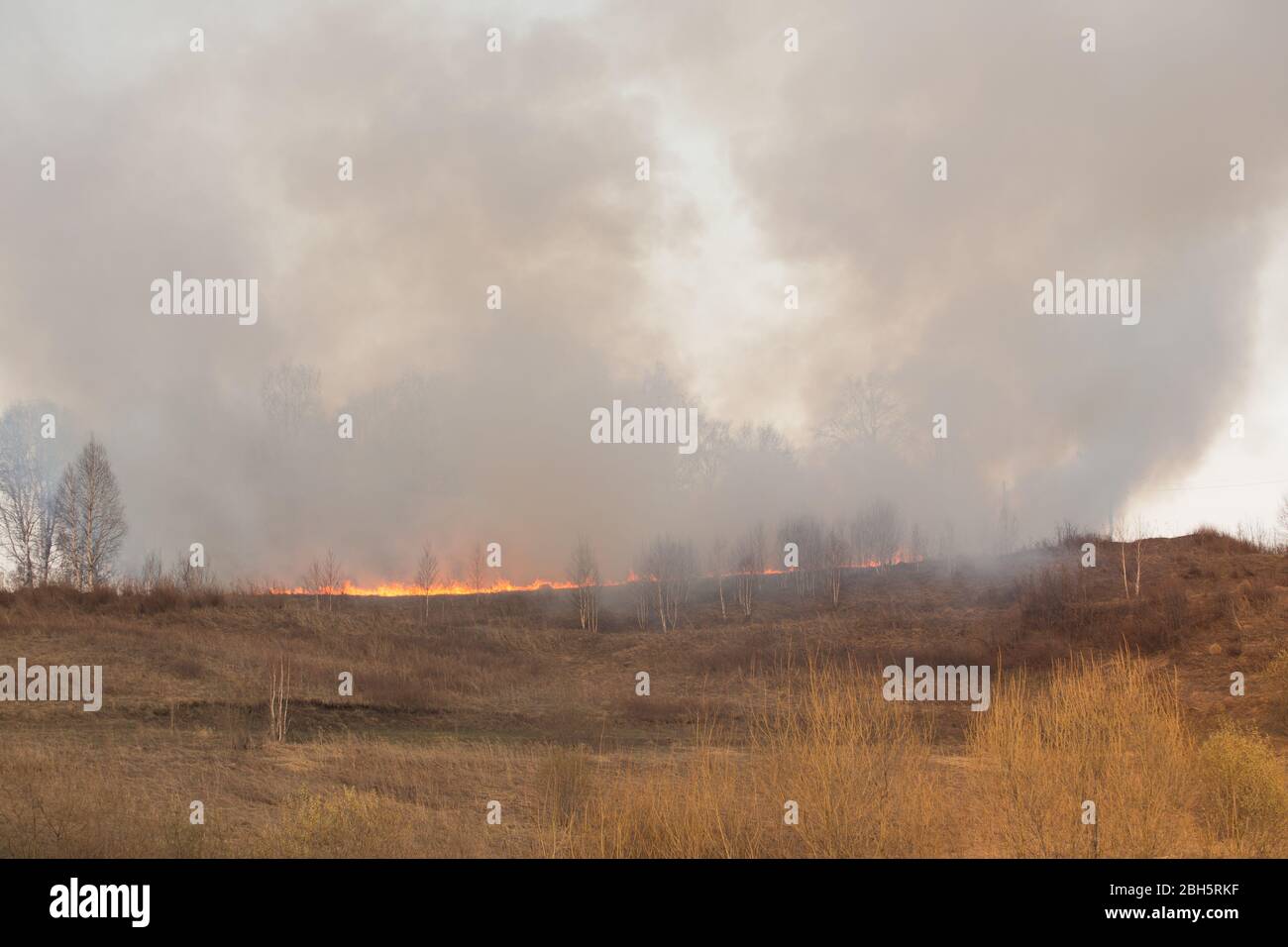 Forest fire burning, Wildfire close up at day time Stock Photo - Alamy