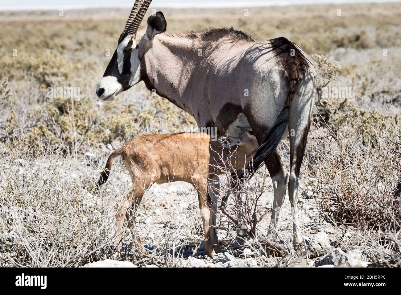 Baby Gemsbok