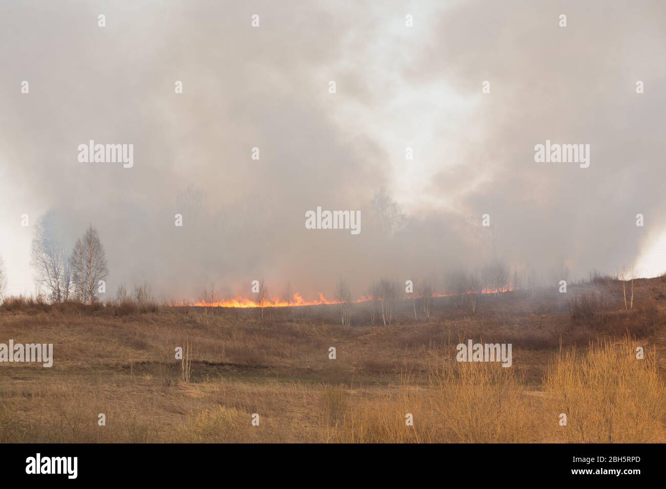 Forest fire burning, Wildfire close up at day time Stock Photo - Alamy