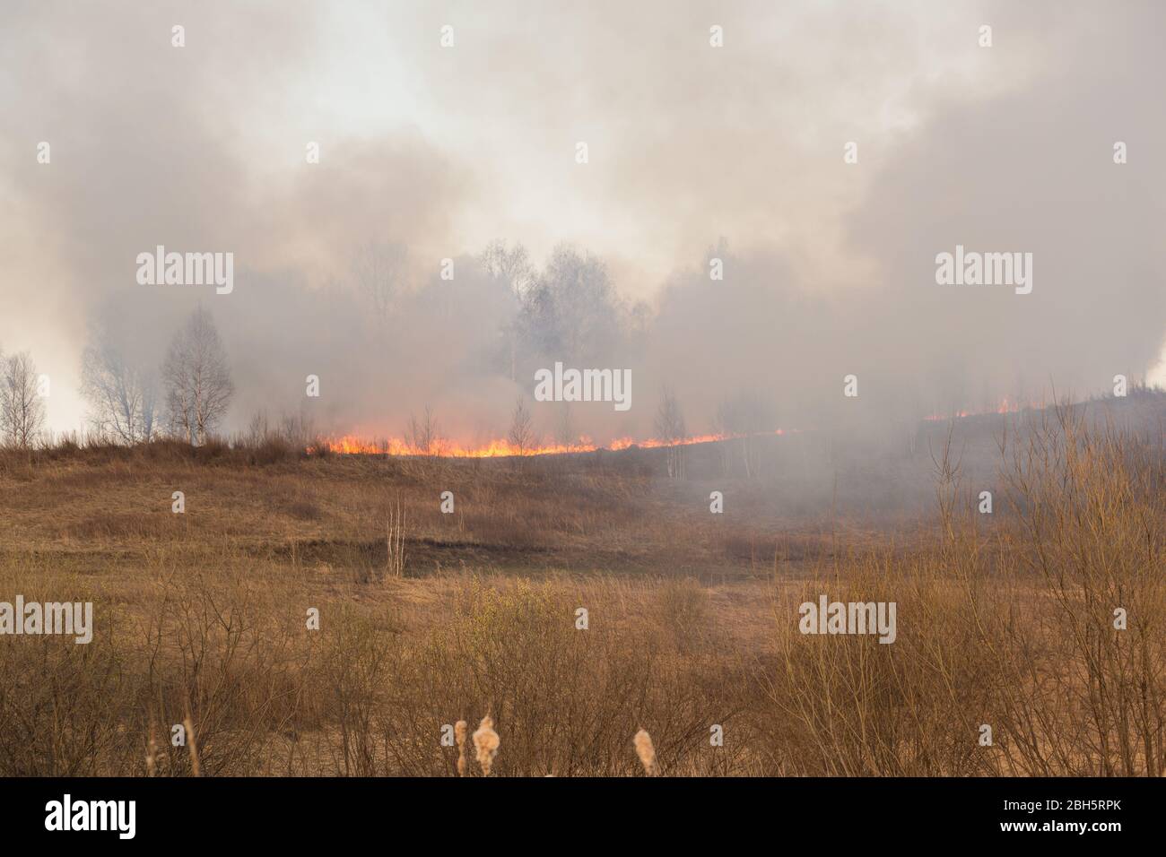 Forest fire burning, Wildfire close up at day time Stock Photo - Alamy