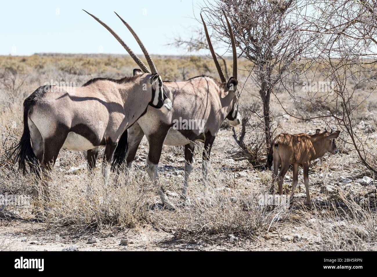 Infant calf and mother cow hi-res stock photography and images - Alamy