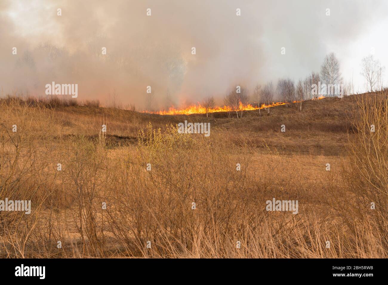 Forest fire burning, Wildfire close up at day time Stock Photo - Alamy