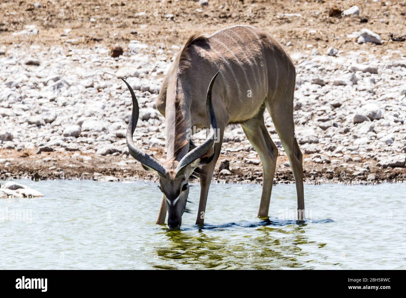 Kudu buck hi-res stock photography and images - Alamy