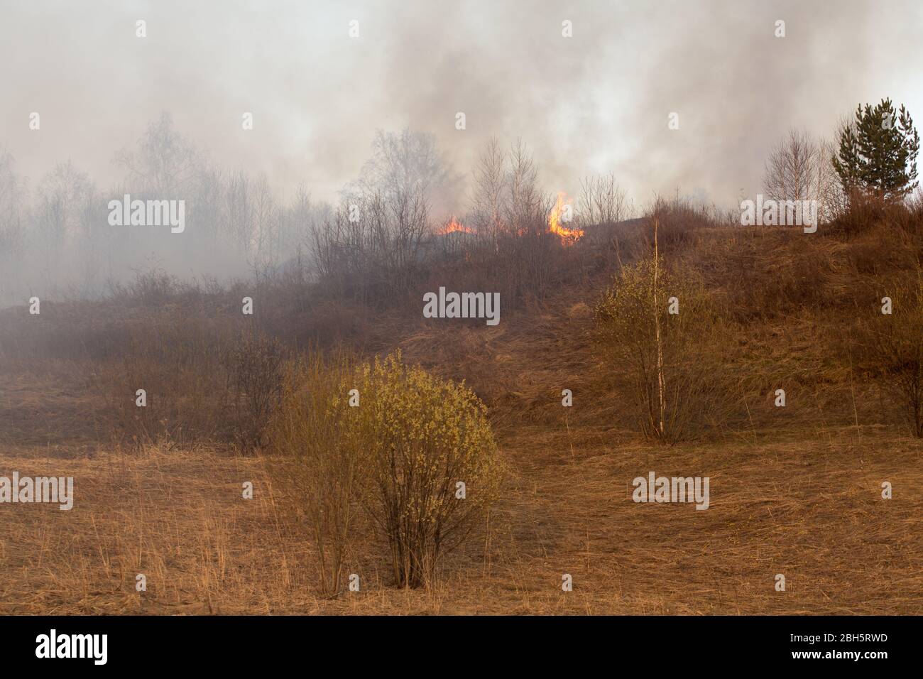 Forest fire burning, Wildfire close up at day time Stock Photo - Alamy