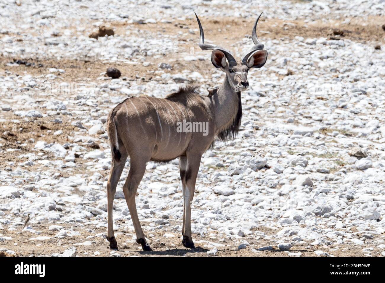 Buck kudu hi-res stock photography and images - Alamy
