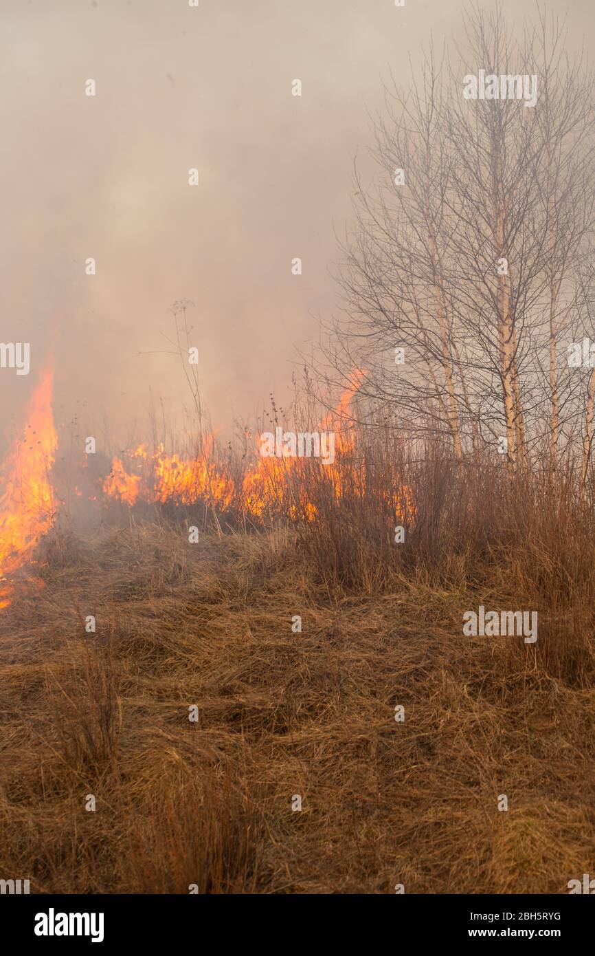 Forest fire burning, Wildfire close up at day time Stock Photo - Alamy