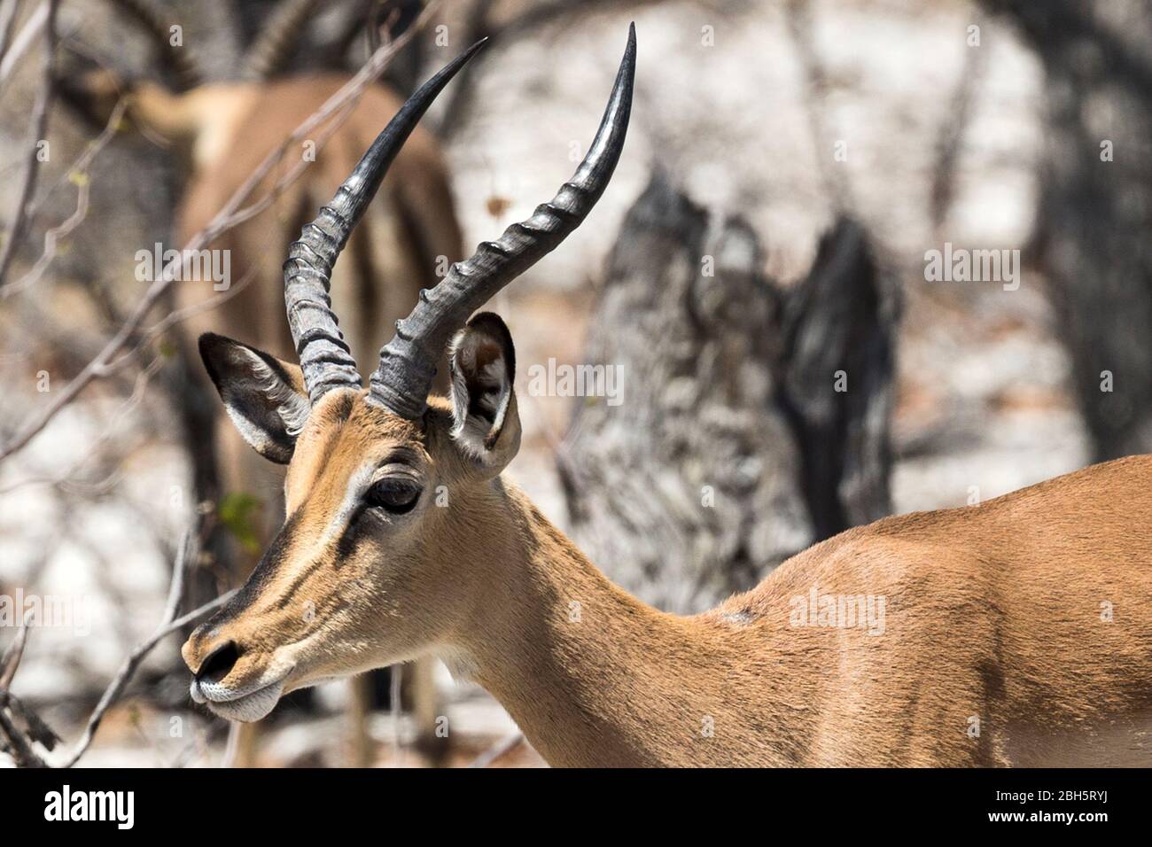 Adult male, Black-faced Impala, Etosha National Park, Namibia, Africa ...