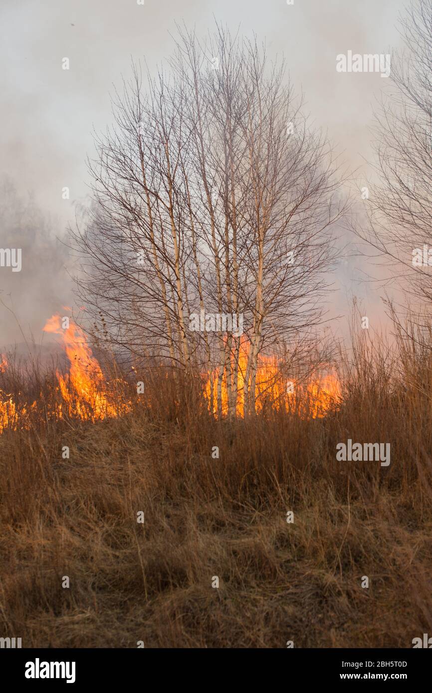 Forest fire burning, Wildfire close up at day time Stock Photo - Alamy