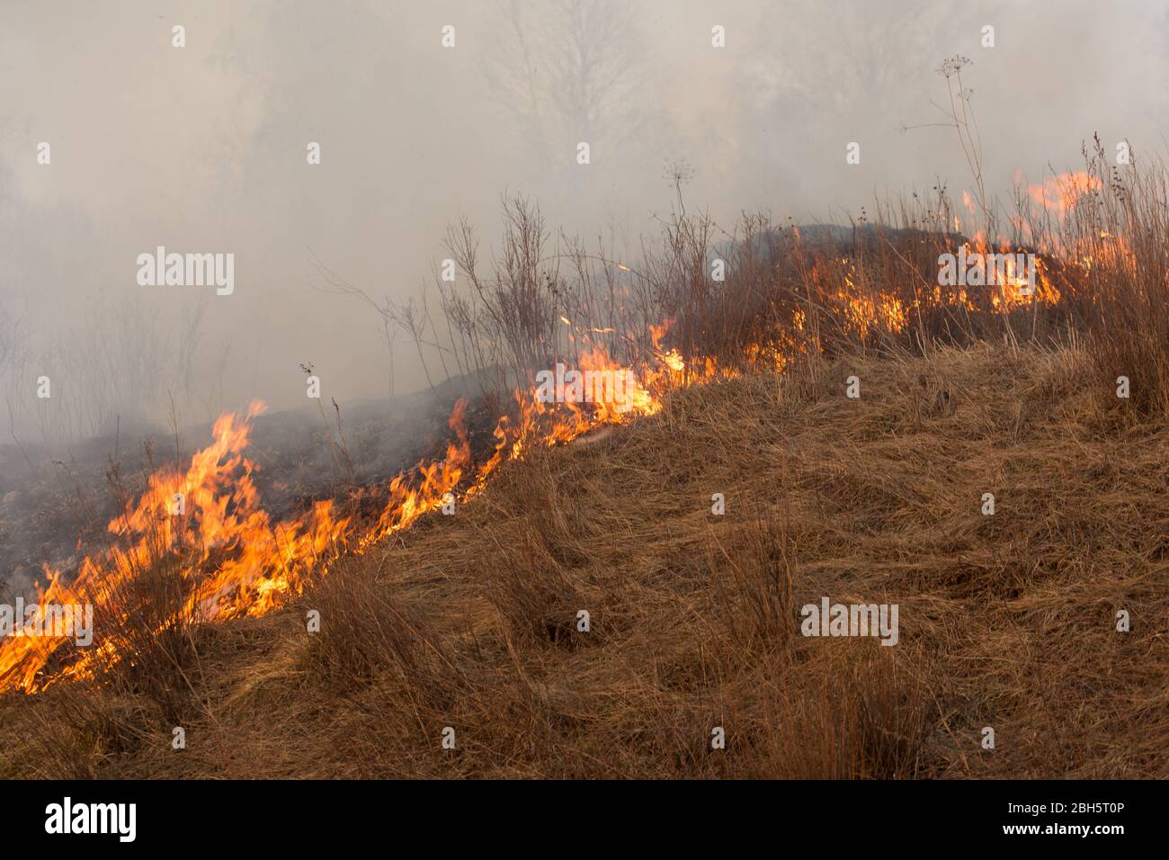 Forest fire burning, Wildfire close up at day time Stock Photo - Alamy