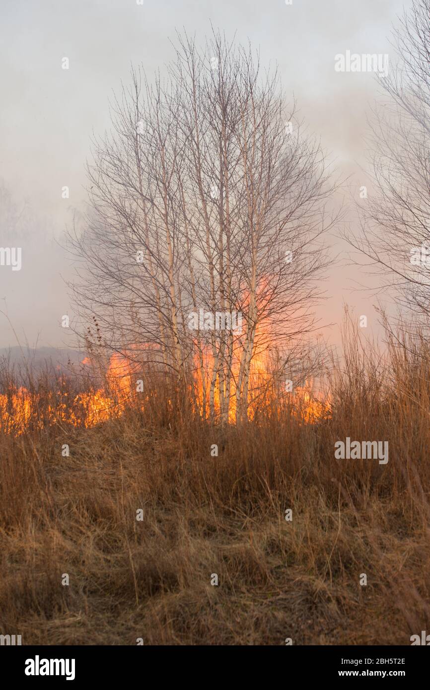 Forest fire burning, Wildfire close up at day time Stock Photo - Alamy